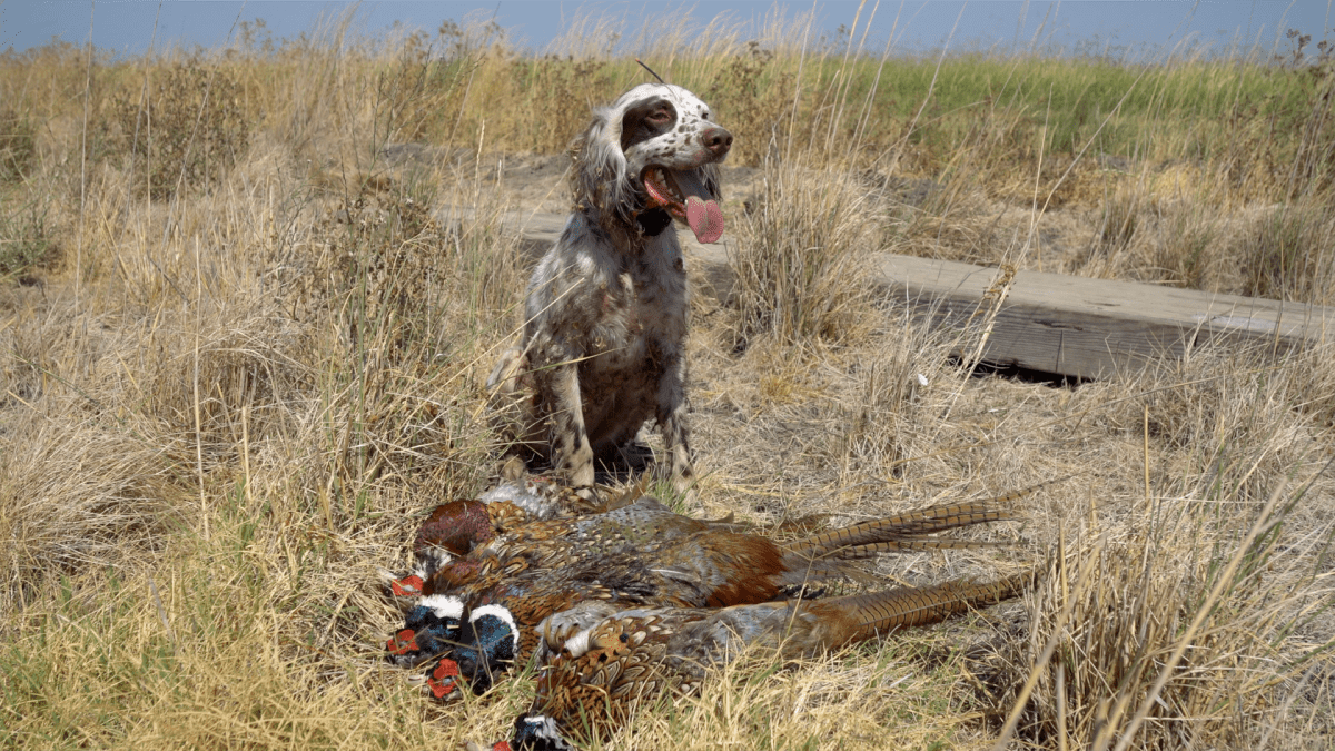 Preseason Warm Up Hunt – Patty Outdoors