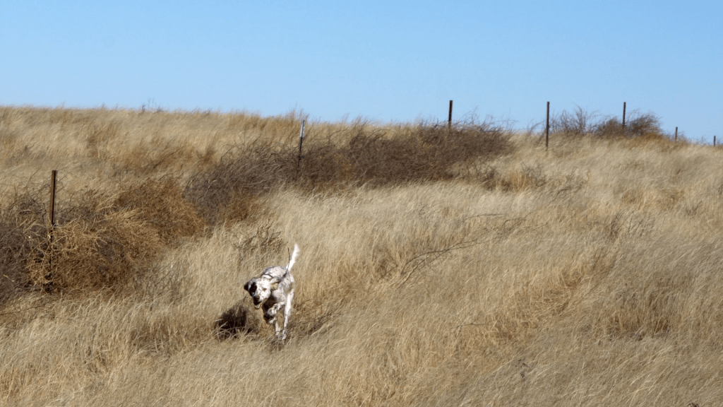 Rita Blanca National Grassland – Patty Outdoors