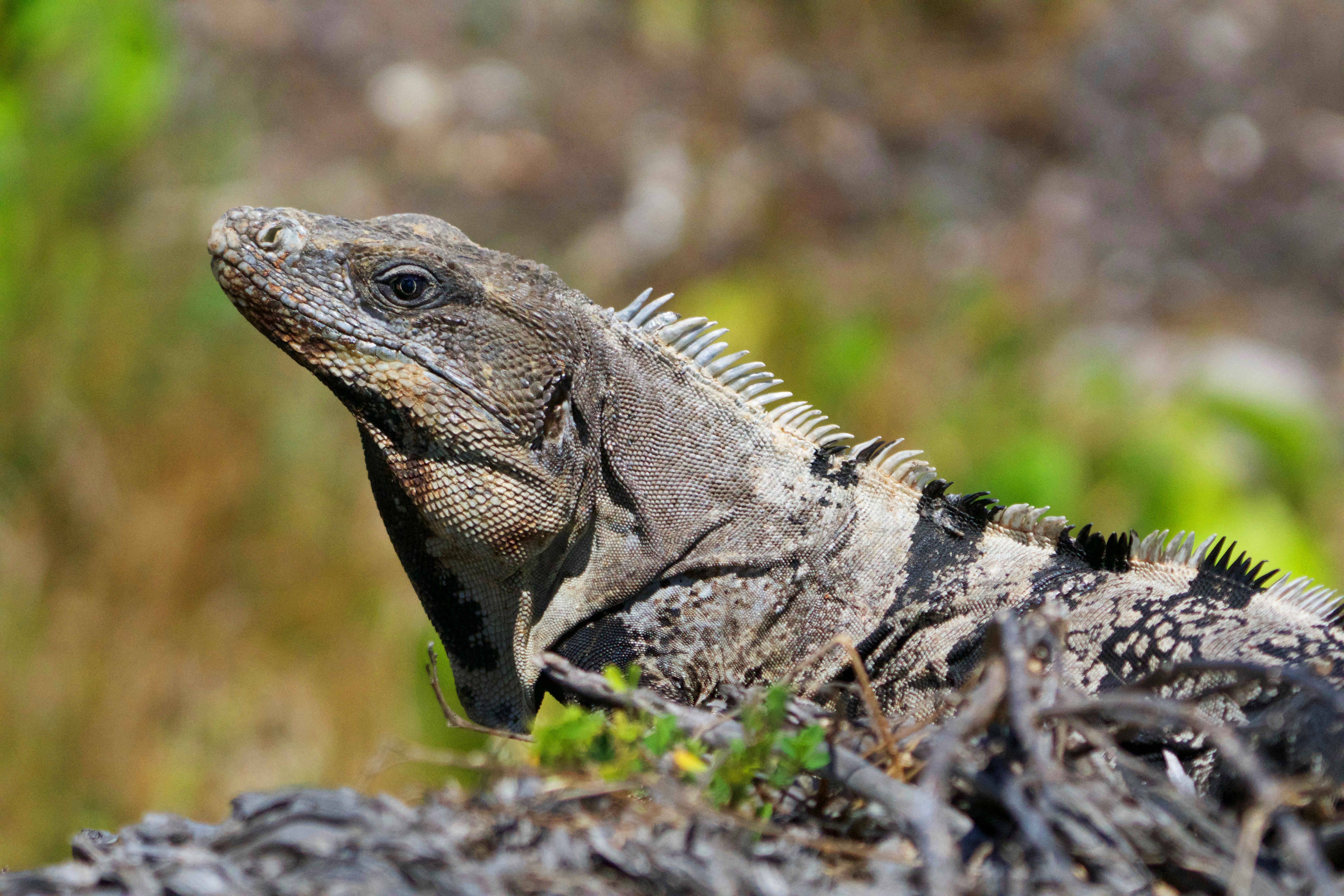 Belize Iguanas – Patty Outdoors